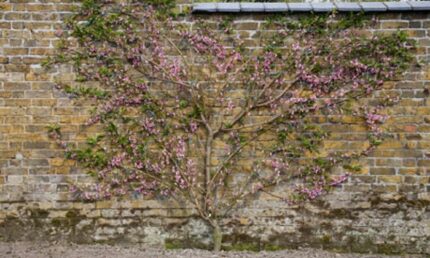 Fan Espalier - Peach Tree - The Guardian - Matthew Murrey Design